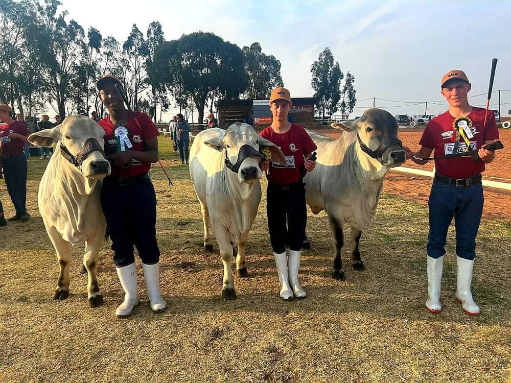 KZN's best young stock handlers show their class | The Witness