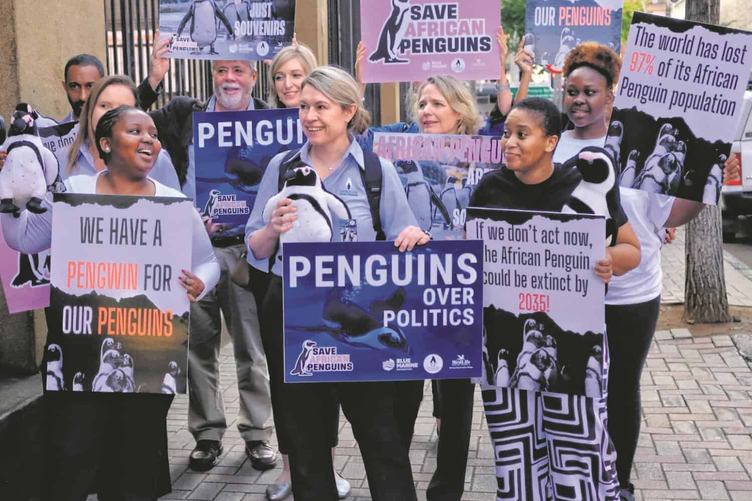 Major boost to efforts to save endangered African penguins | The Witness