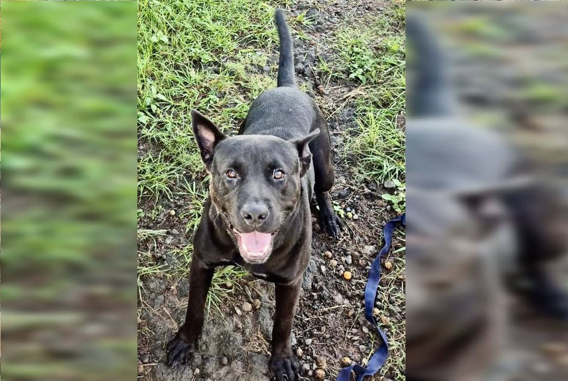 Gardener attacked by ‘killer’ dog in KZN | The Witness