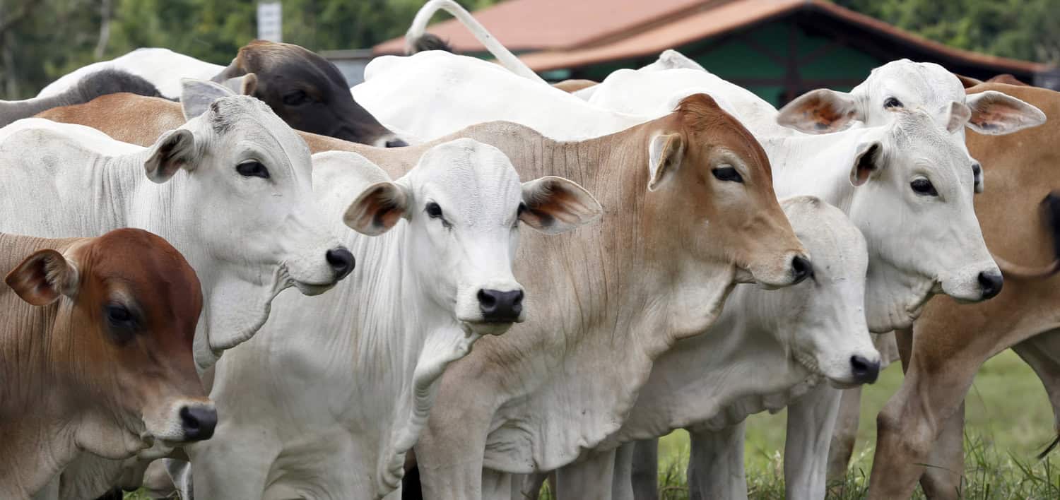 Lobola cattle lost as FMD outbreak destroys livelihoods in Mpophomeni ...