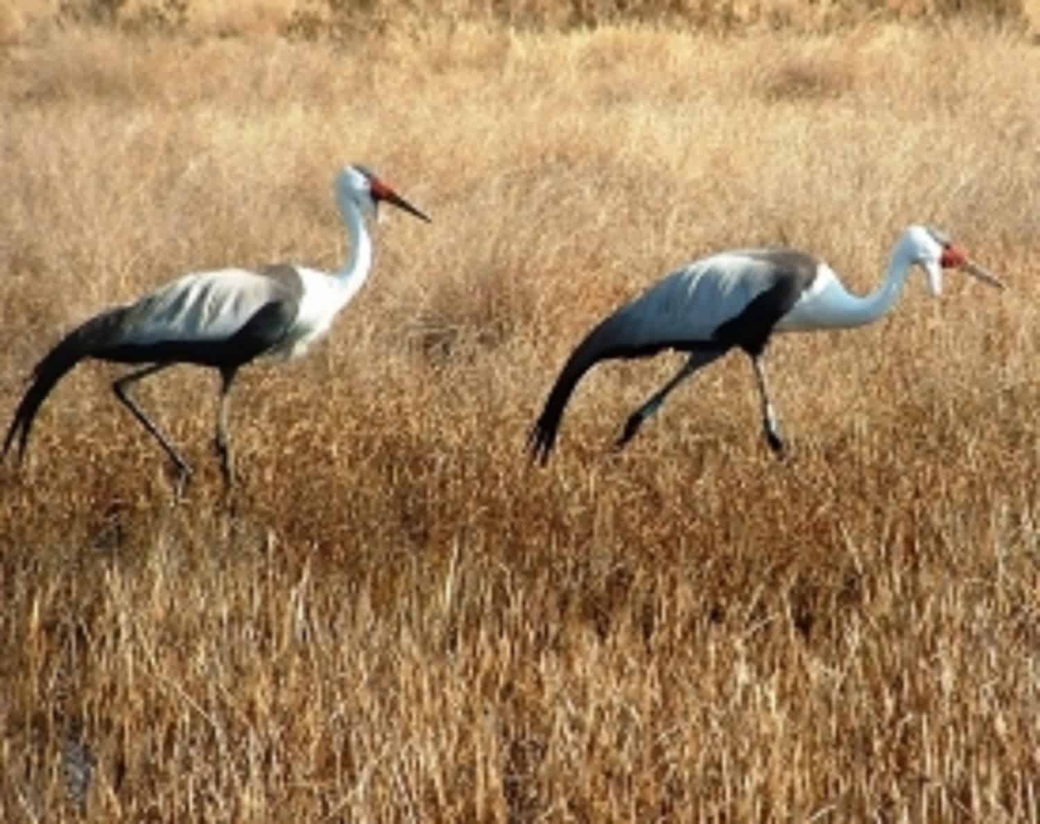 Blue crane numbers plummet as status shifts to vulnerable | The Witness