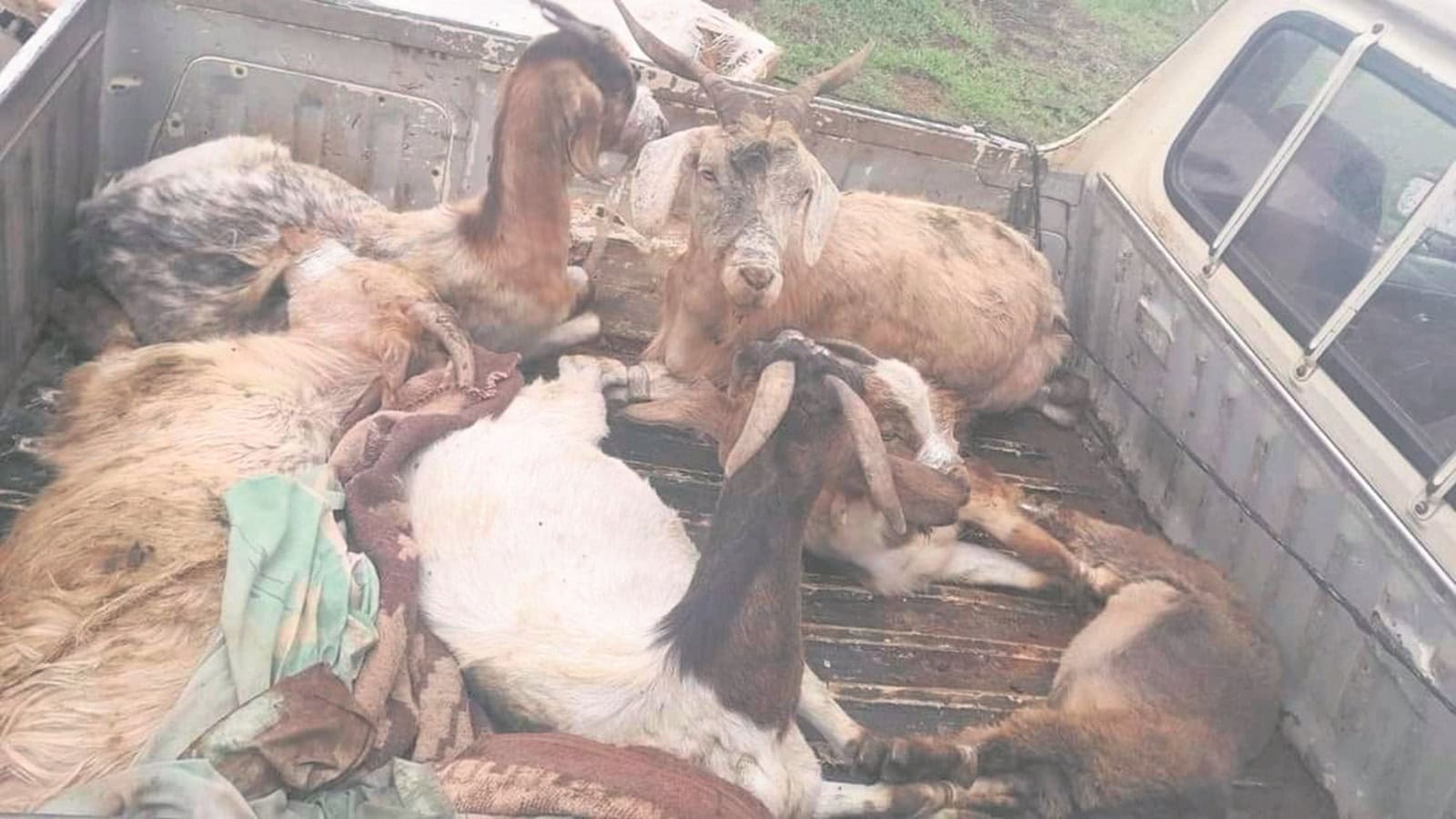 Driver flees after police find five goats hidden under mattress | The ...
