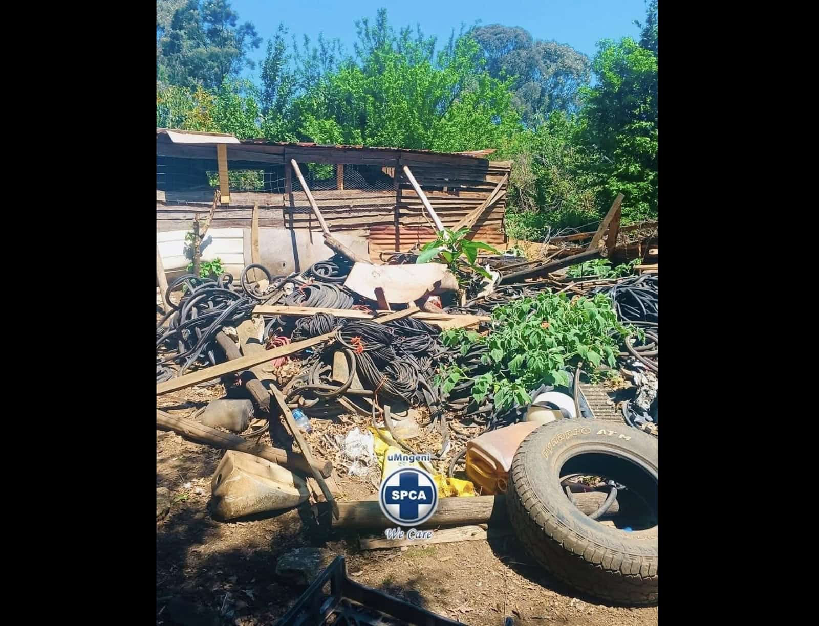 SPCA launches probe after illegal poultry farm uncovered | The Witness