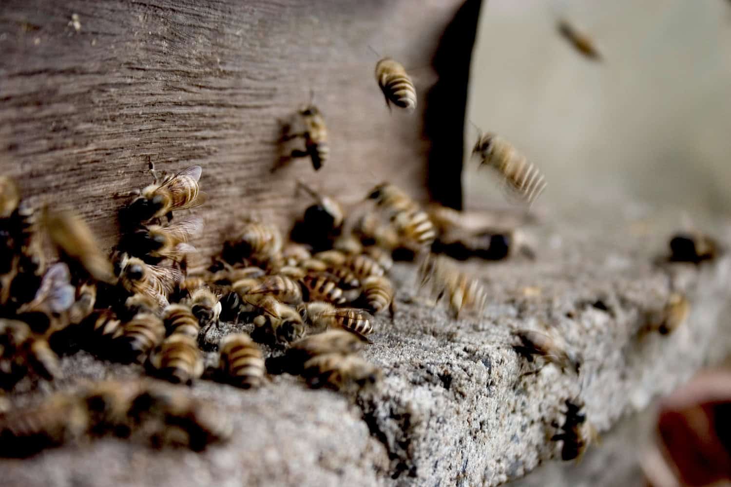 Worker doused with petrol and set alight in bee swarm chaos | The Witness