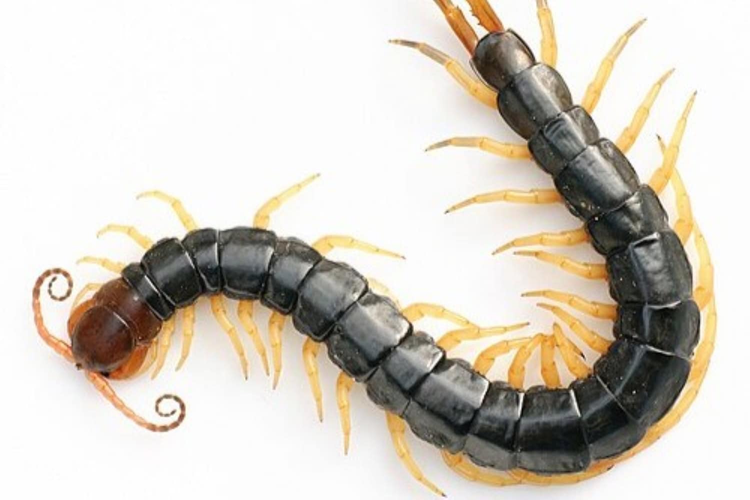 KZN man hospitalised after venomous centipede bite | The Witness