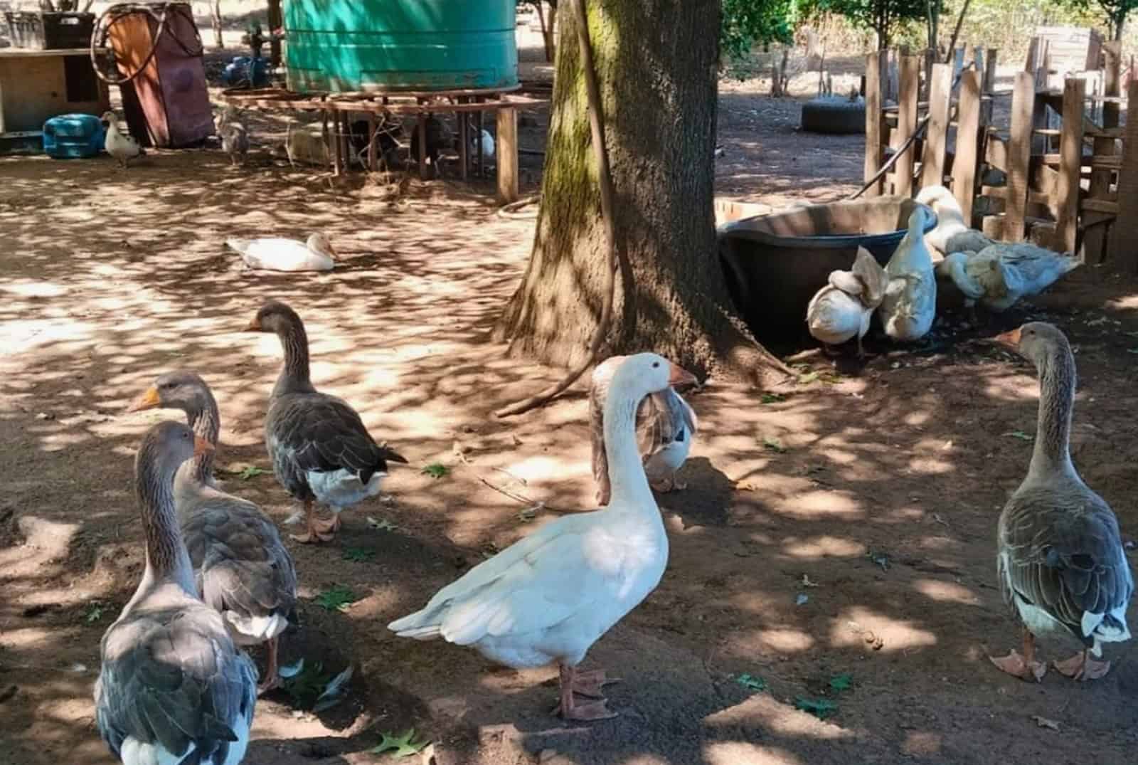 Illegal residential poultry farm shows signs of improvement, says SPCA ...