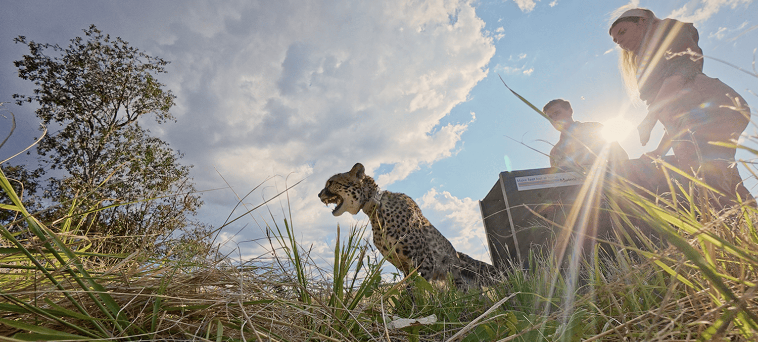 Managed programme helps boost cheetah numbers and genes | The Witness