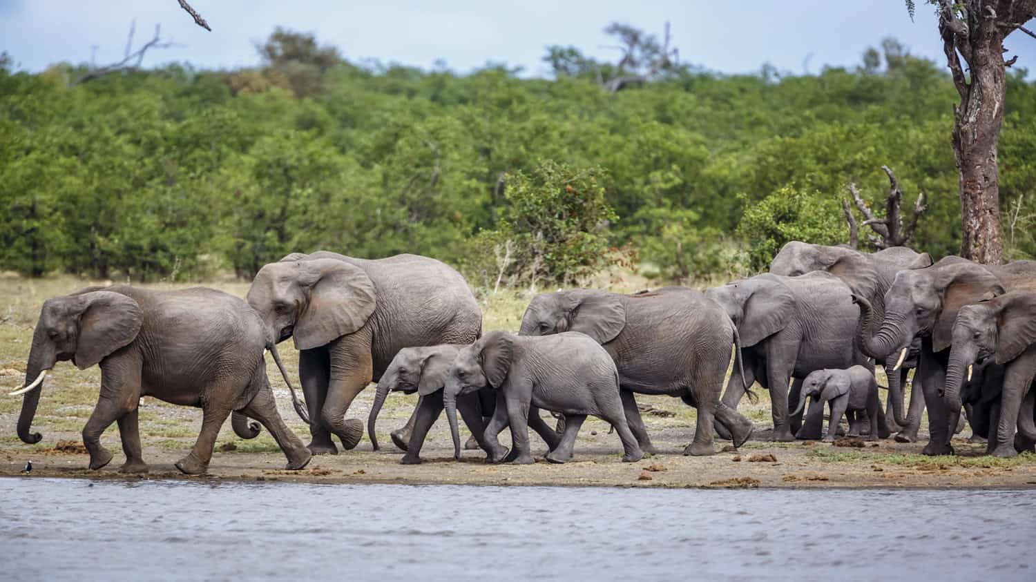 Urgent call to relocate elephants as KZN reserves reach capacity | The ...