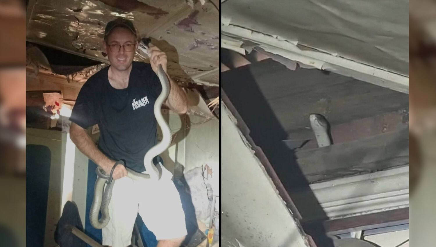 Black mamba drops from ceiling in dramatic Durban snake rescue | The ...