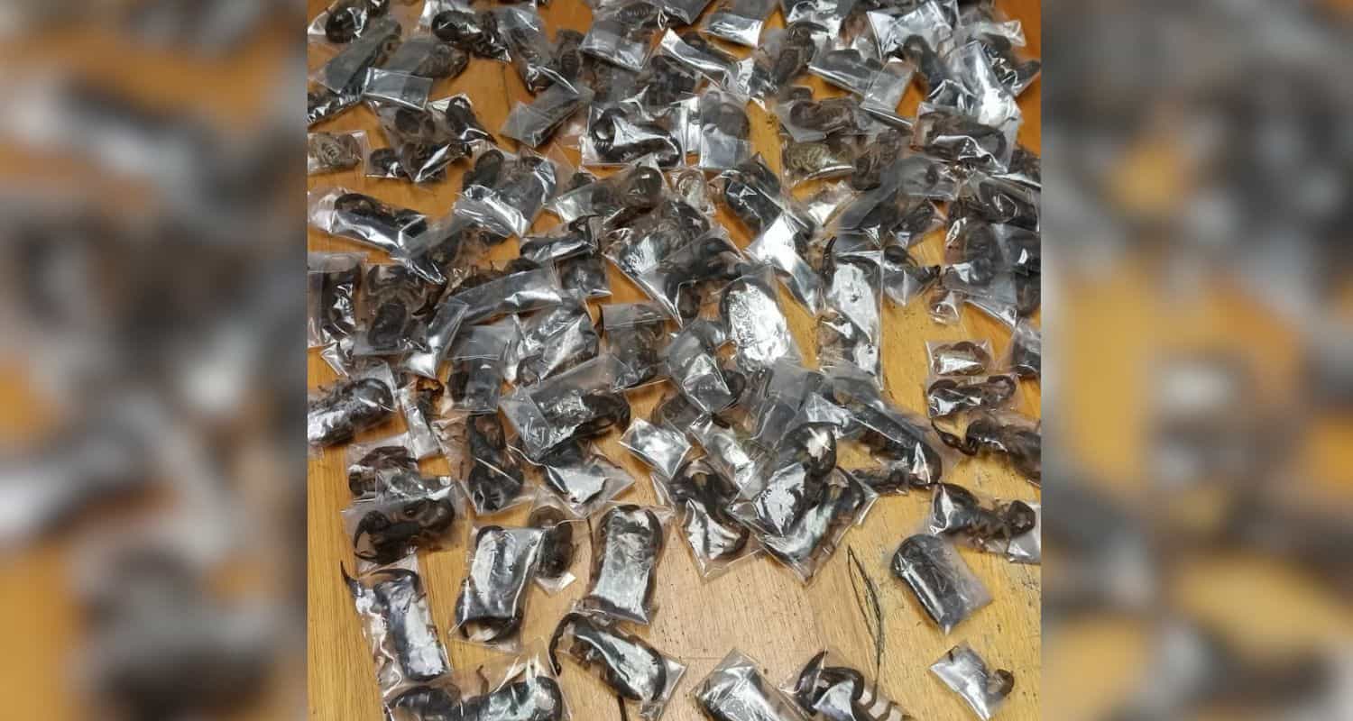 Man arrested with 150 live venomous scorpions in luggage | The Witness