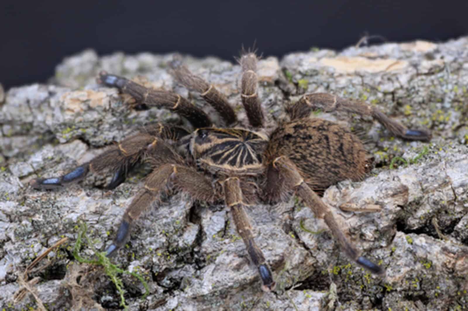 Rare blue-footed baboon spider caught in crosshairs of illegal pet ...