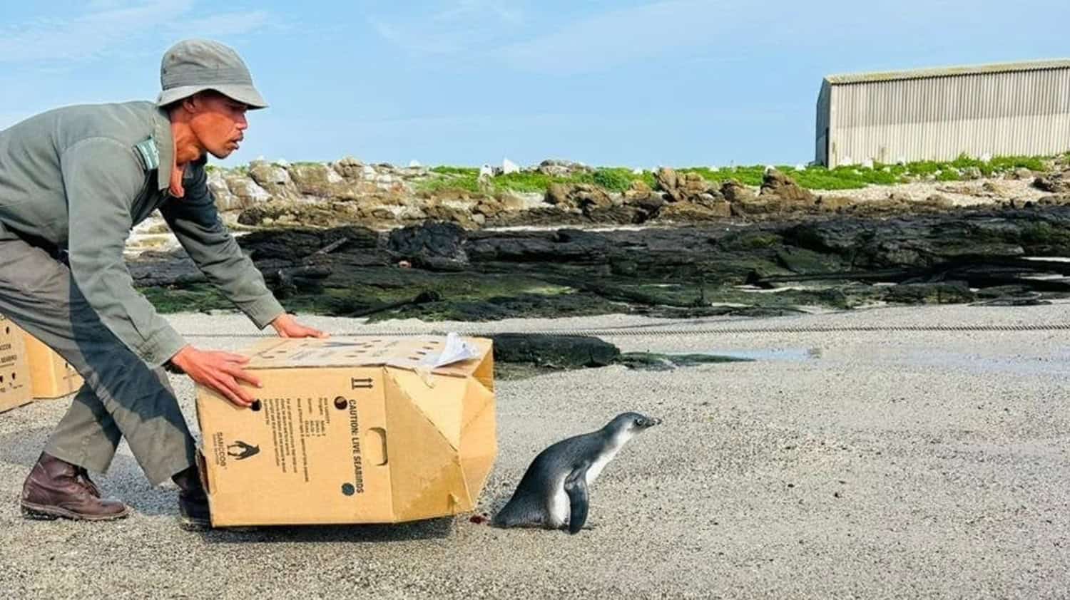 Benny the penguin returns to the wild after rescue on South Coast | The ...