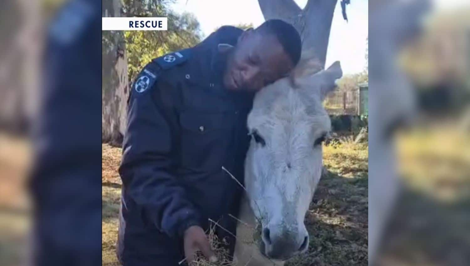 WATCH | SPCA rescues donkey after abuse video sparks investigation ...