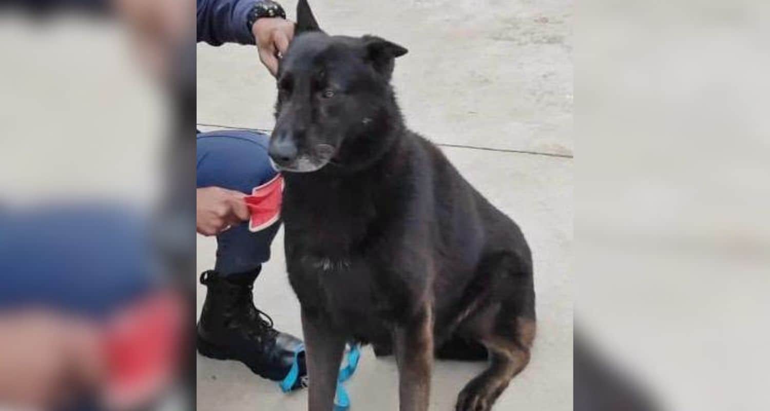 Three armed suspects on the run, police K9 disappears during pursuit ...