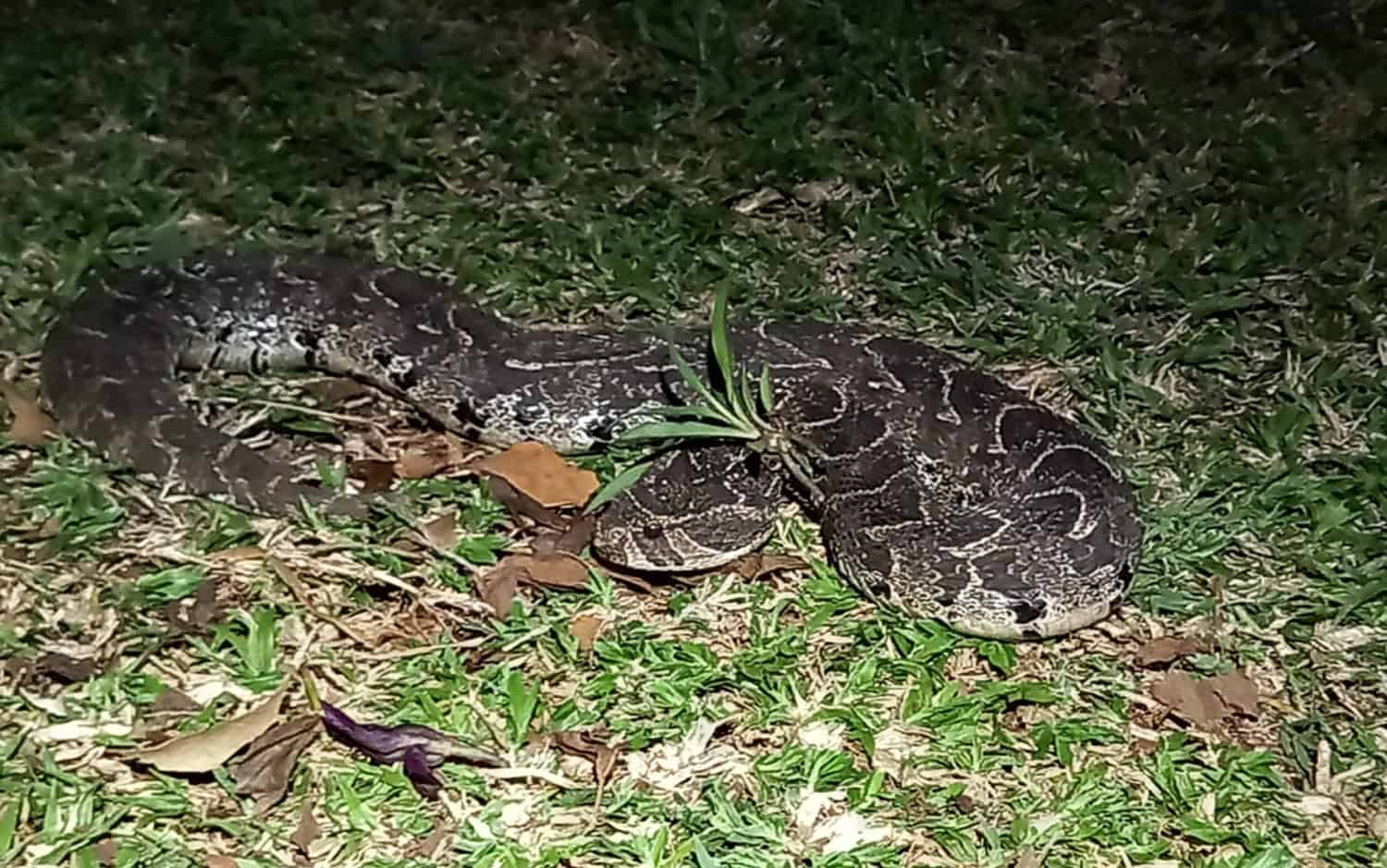 WATCH | Why black mambas, puff adders are ‘wrestling’ this winter | The ...