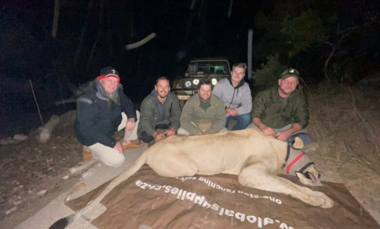 Runaway lion captured after days on the prowl | The Witness